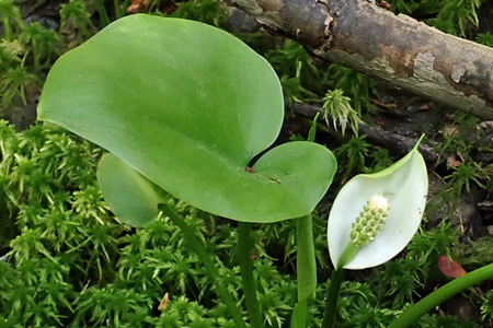 Home - The Native Plant Society of New Jersey